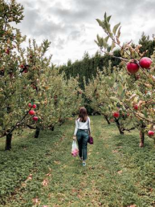 Landing - Windmill Orchard